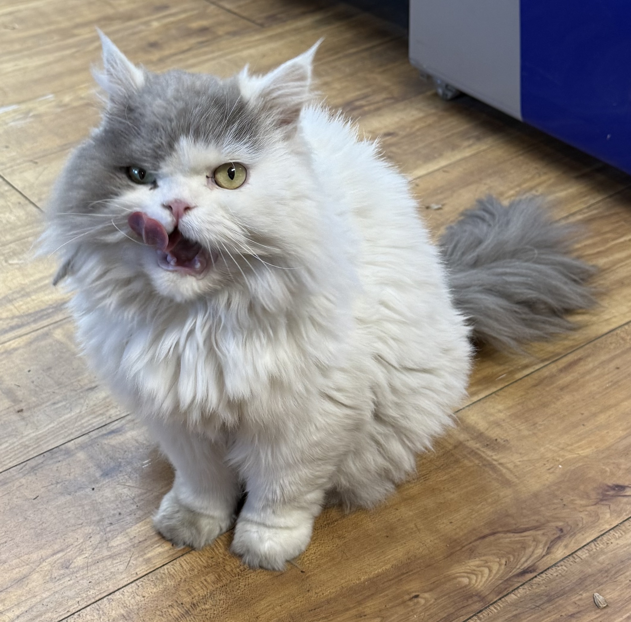 The country store cat Joe emerges from seclusion – Lyme Local